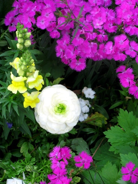 Wordless Wednesday Linky: Mystery Flower - Resourceful Mommy